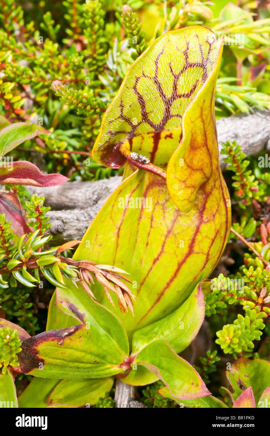 Purple pitcher plant, Sarracenia purpurea purpurea, Avalon Peninsula ...