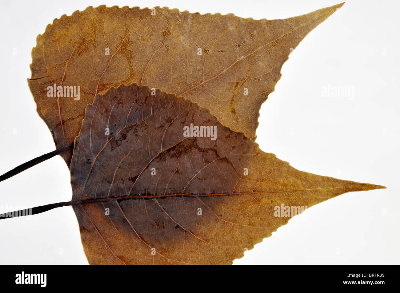 Two leaves of black poplar (Populus nigra) on a white background Stock ...