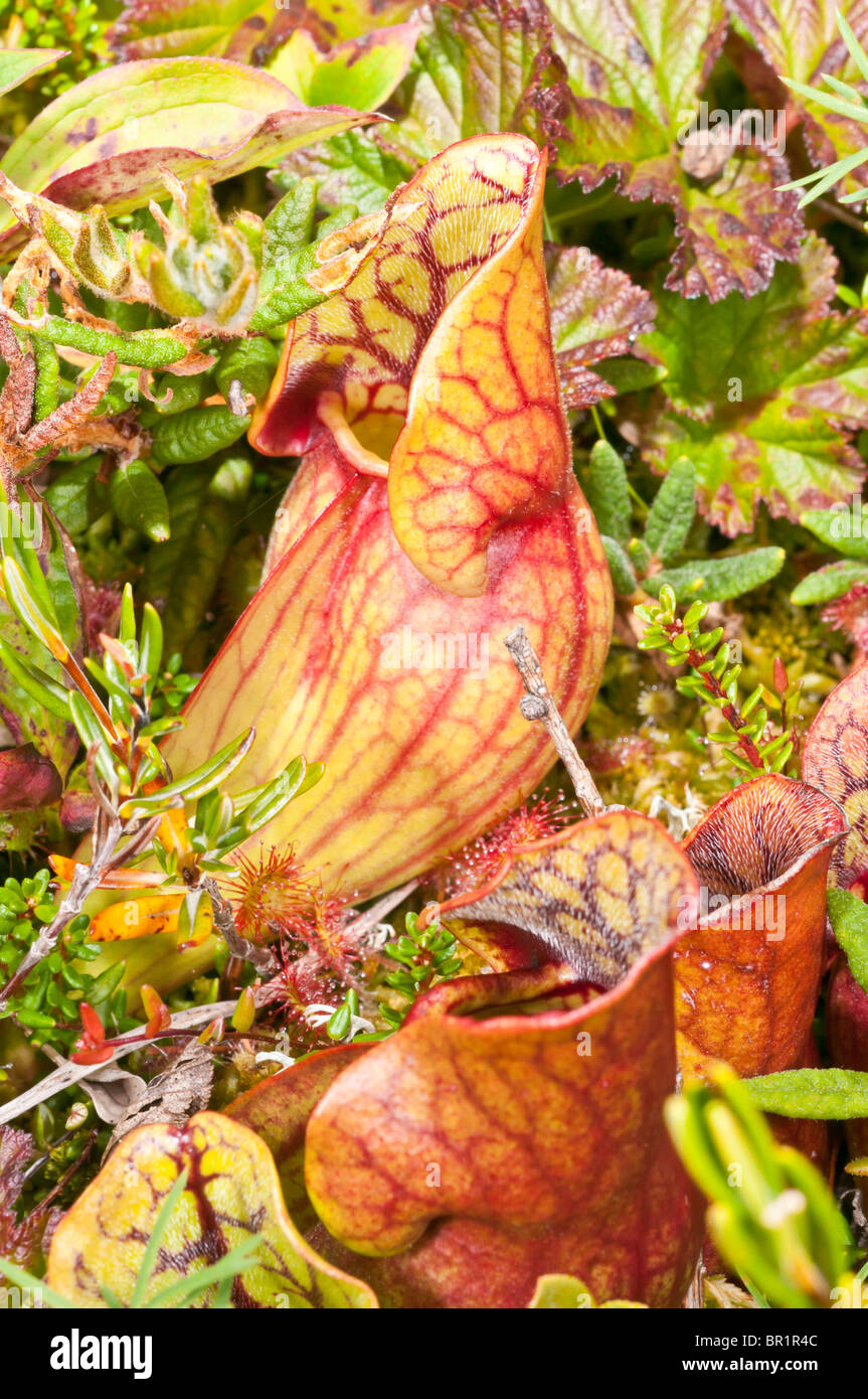 Purple pitcher plant, Sarracenia purpurea purpurea, Avalon Peninsula ...
