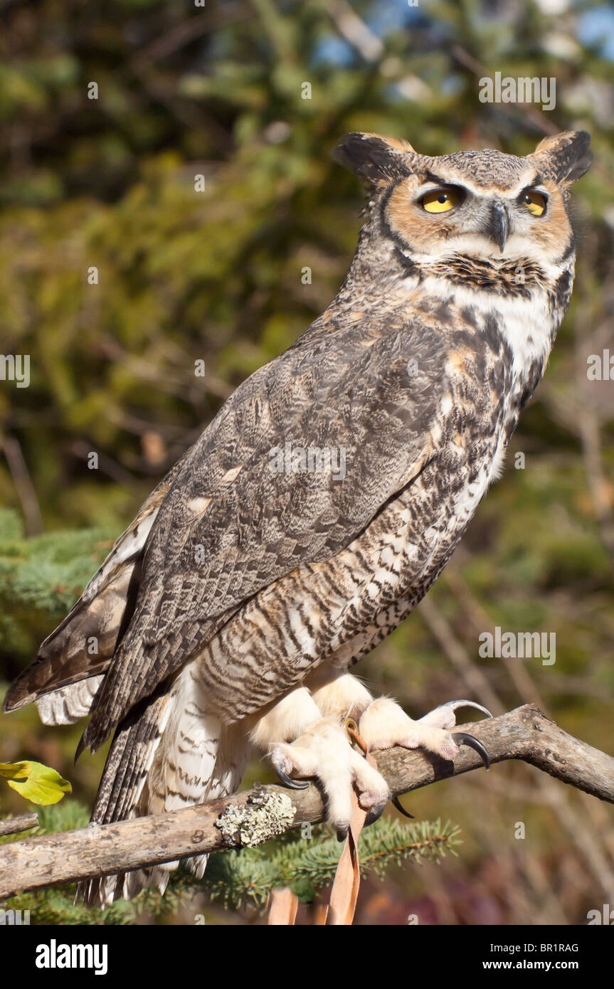 Common Great Horned Owl, Bubo virginianus virginianus, rehabilitated ...