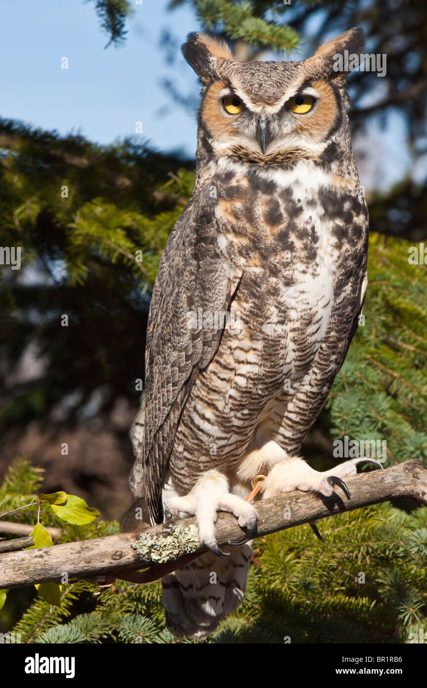 Common Great Horned Owl, Bubo virginianus virginianus, rehabilitated ...