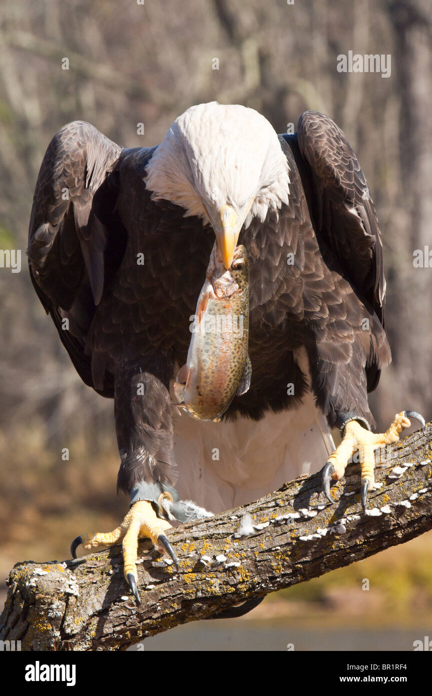 Rehabilitated Bald Eagle, Haliaeetus leucocephalus, eating a rainbow ...