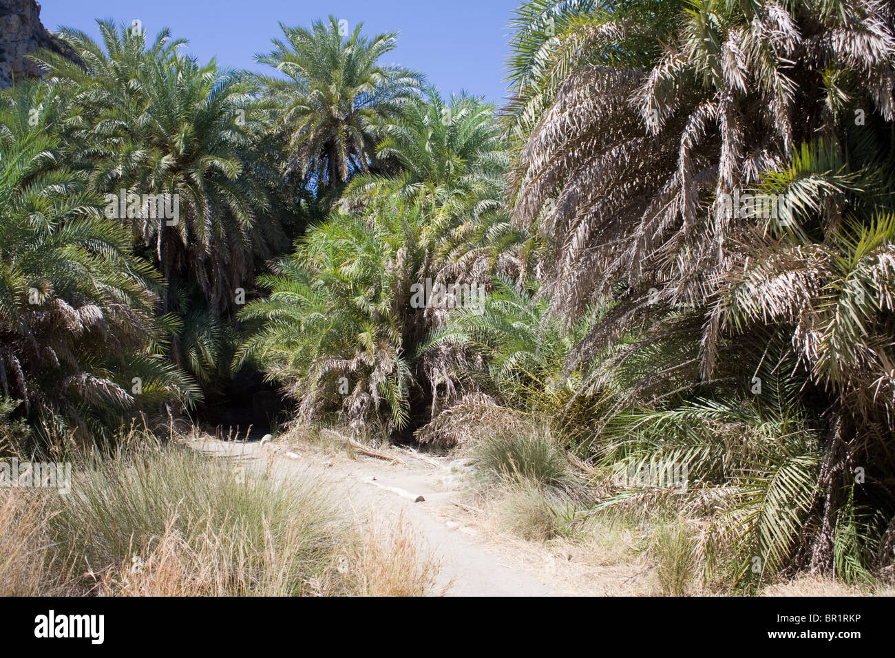 Preveli palm forest hi-res stock photography and images - Alamy