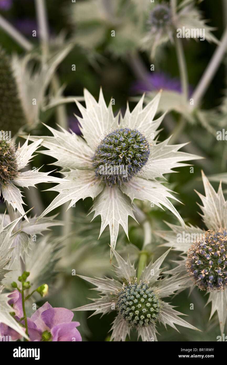 Eryngium High Resolution Stock Photography and Images - Alamy