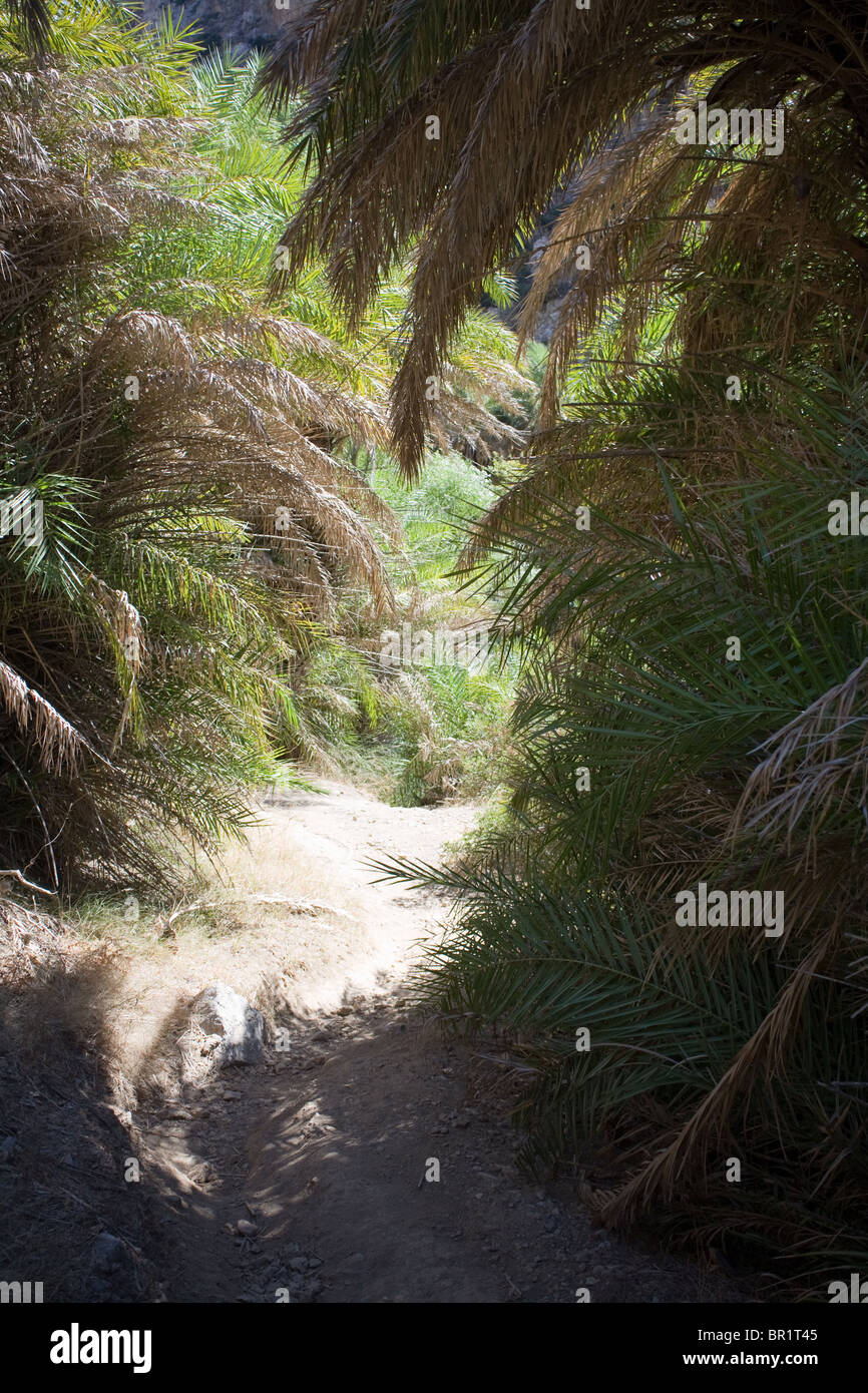 Preveli palm forest hi-res stock photography and images - Alamy