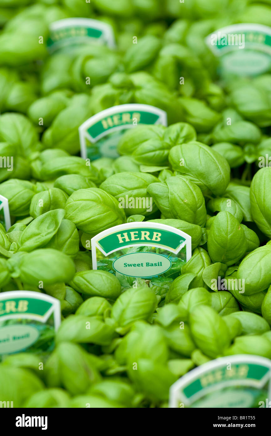 Plant labels hi-res stock photography and images - Alamy