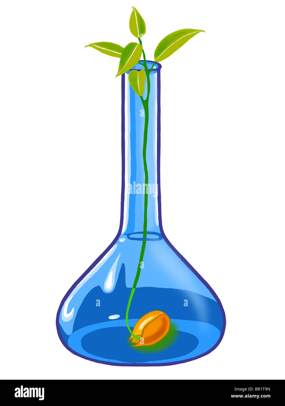 A plant growing in a science flask Stock Photo - Alamy A plant growing in a science flask Stock Photo - Alamy
