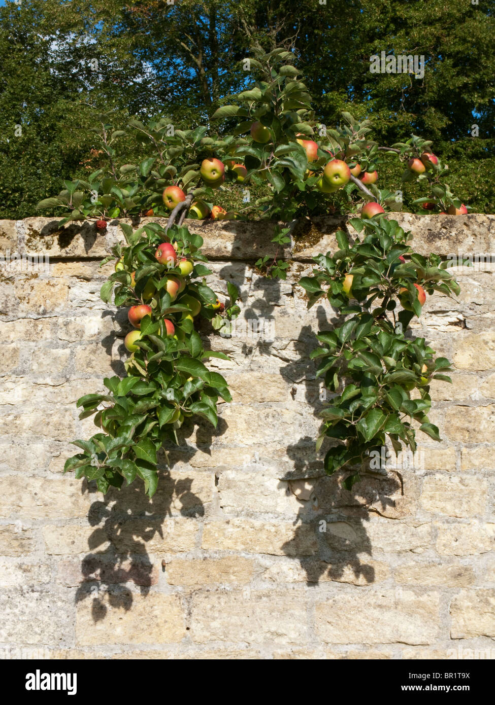 Apple tree cotswold stone wall hi-res stock photography and images - Alamy