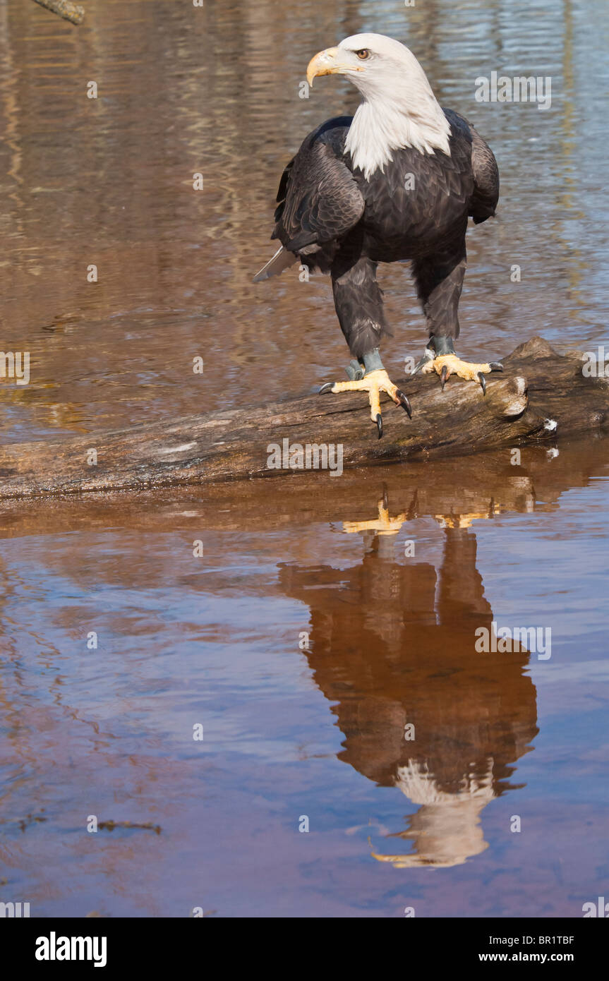 Reflection of a rehabilitated Bald Eagle, Haliaeetus leucocephalus ...