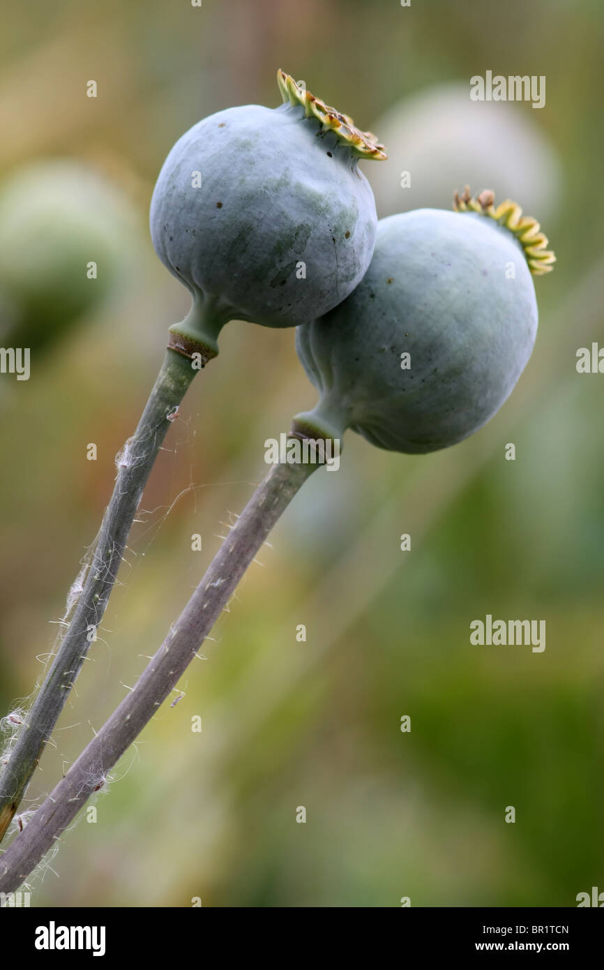 Poppy bulb hi-res stock photography and images - Alamy