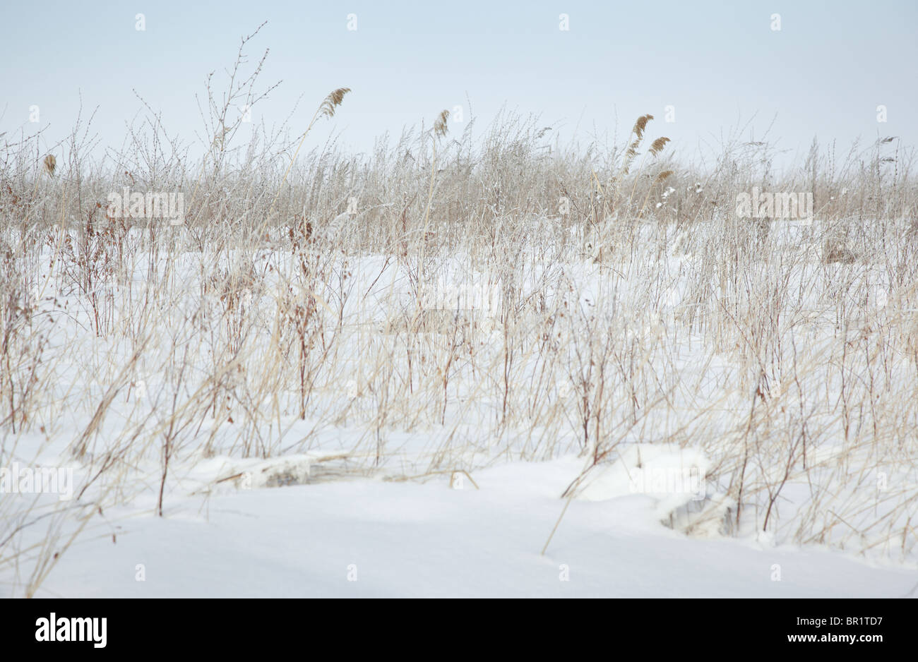 Winter steppe with grass covered by snow. Horizontal photo Stock Photo ...