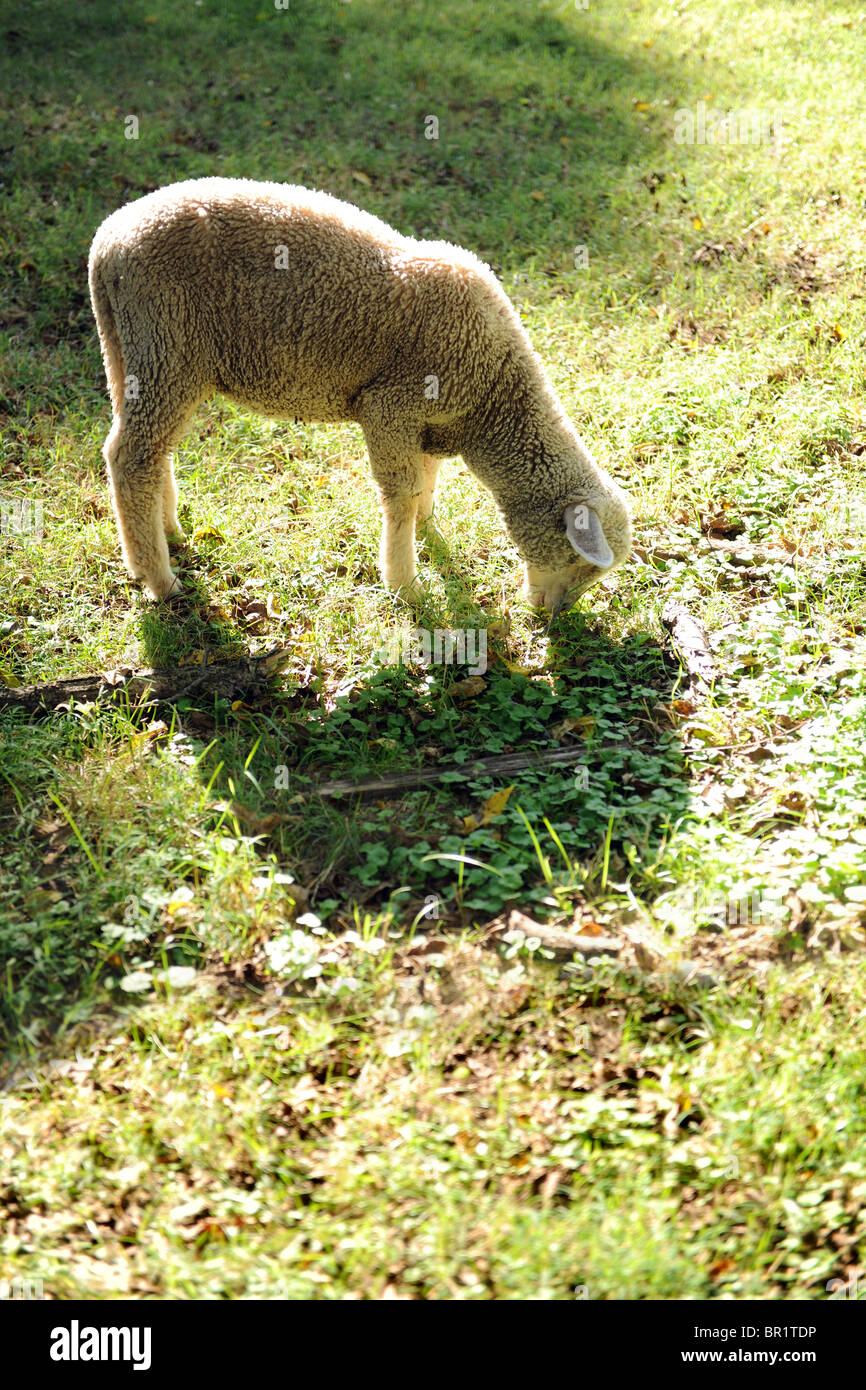 Lamb in the pasture hi-res stock photography and images - Alamy
