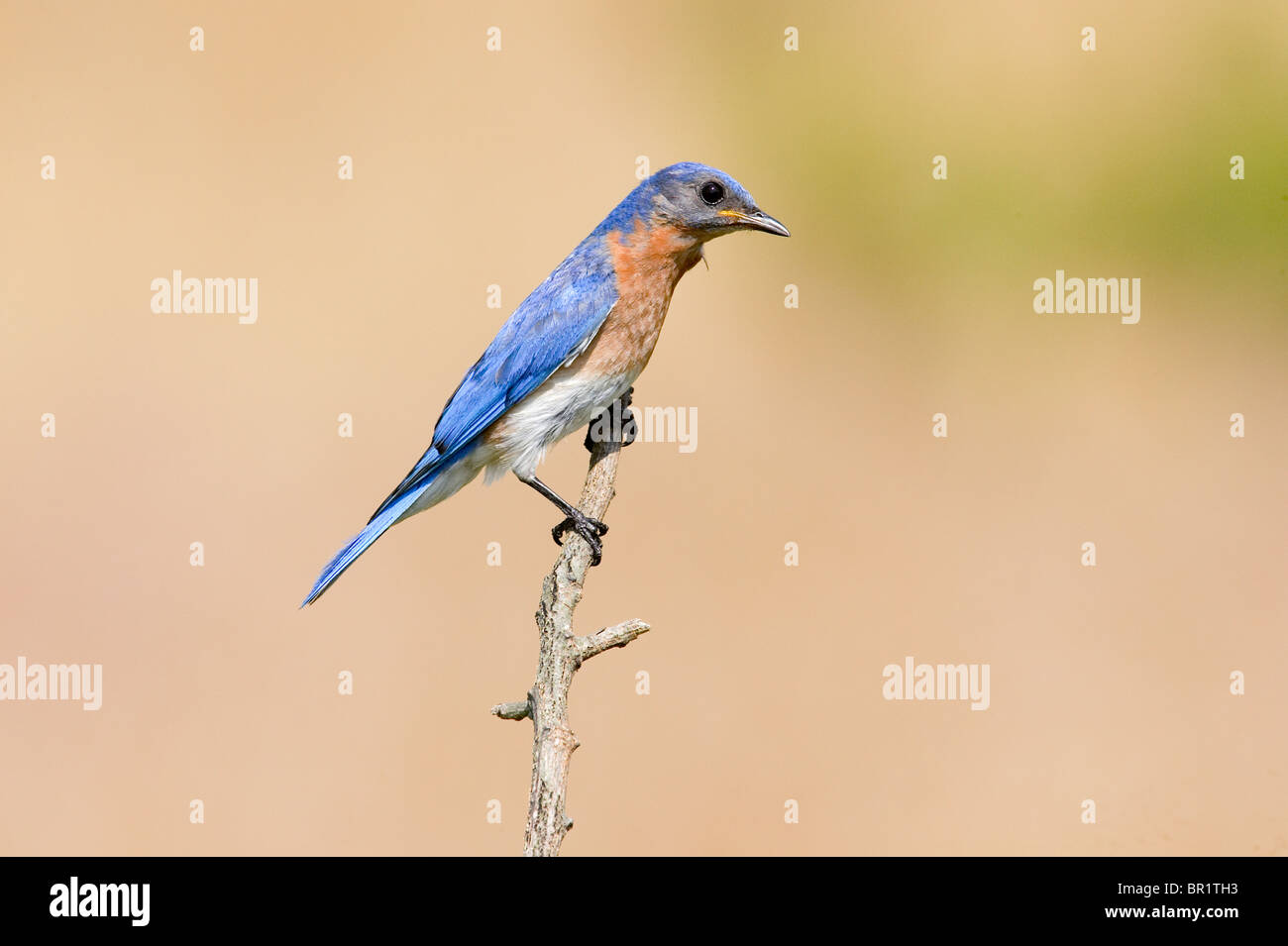 Adult Male Eastern Bluebird Perched on a Branch Stock Photo - Alamy