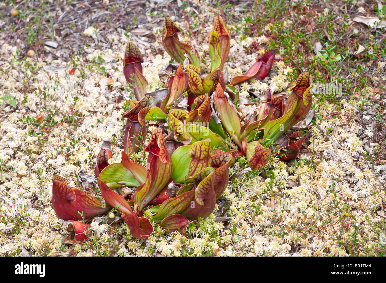 Purple pitcher plant, Sarracenia purpurea, Salmonier Nature Park ...