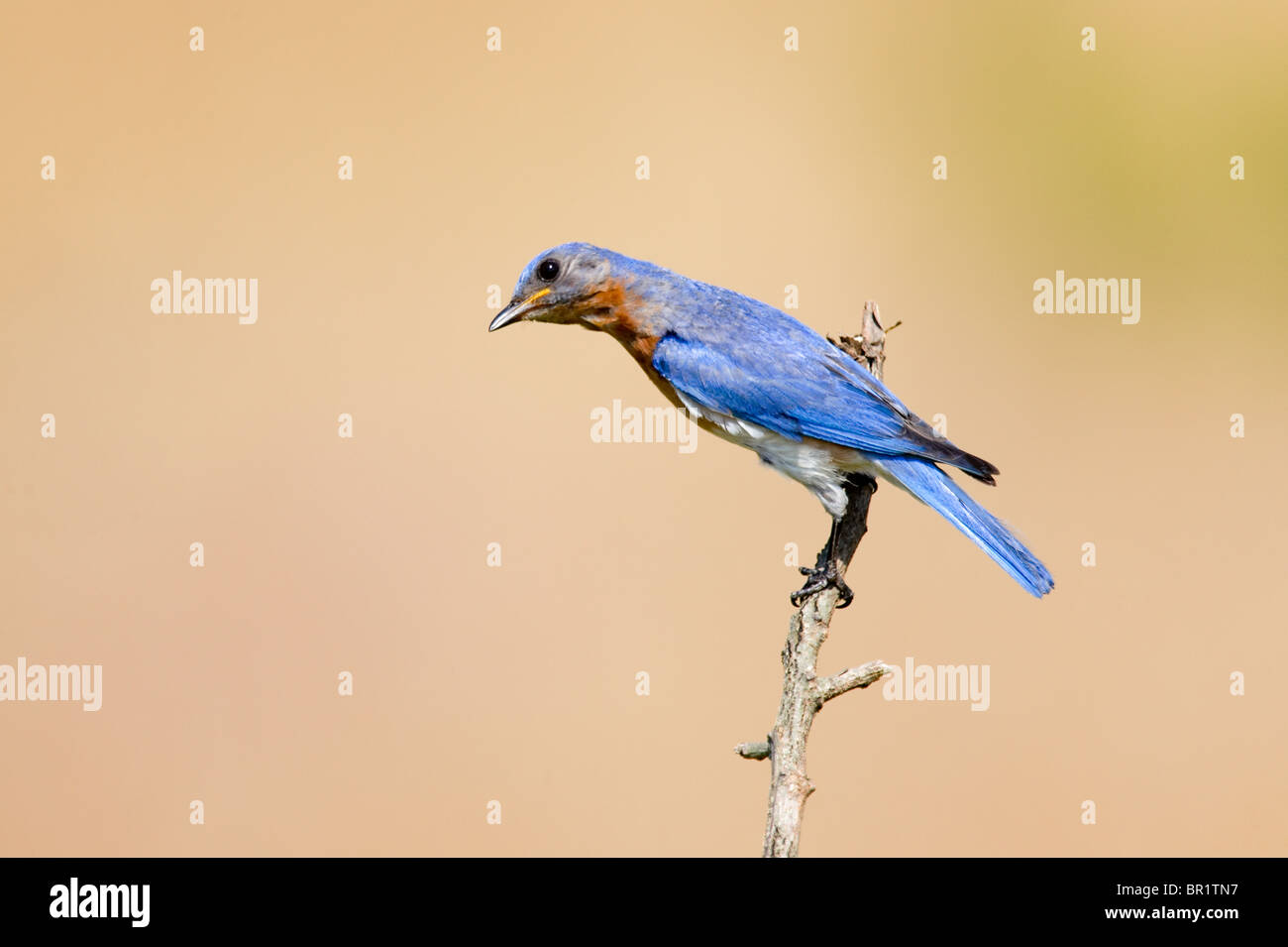Adult bluebird hi-res stock photography and images - Alamy