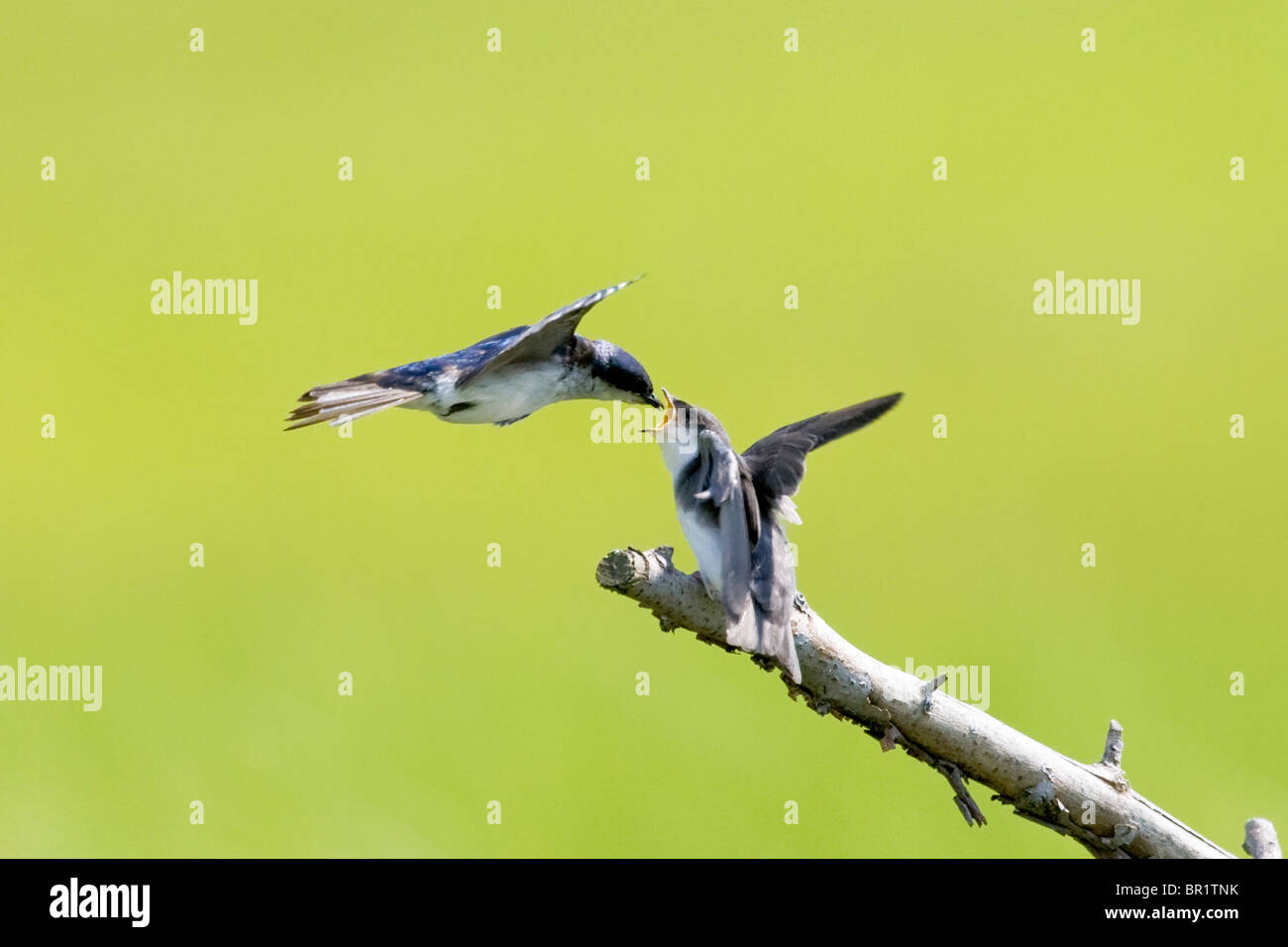 Adult Tree Swallow in Flight Feeding Fledgling Stock Photo - Alamy