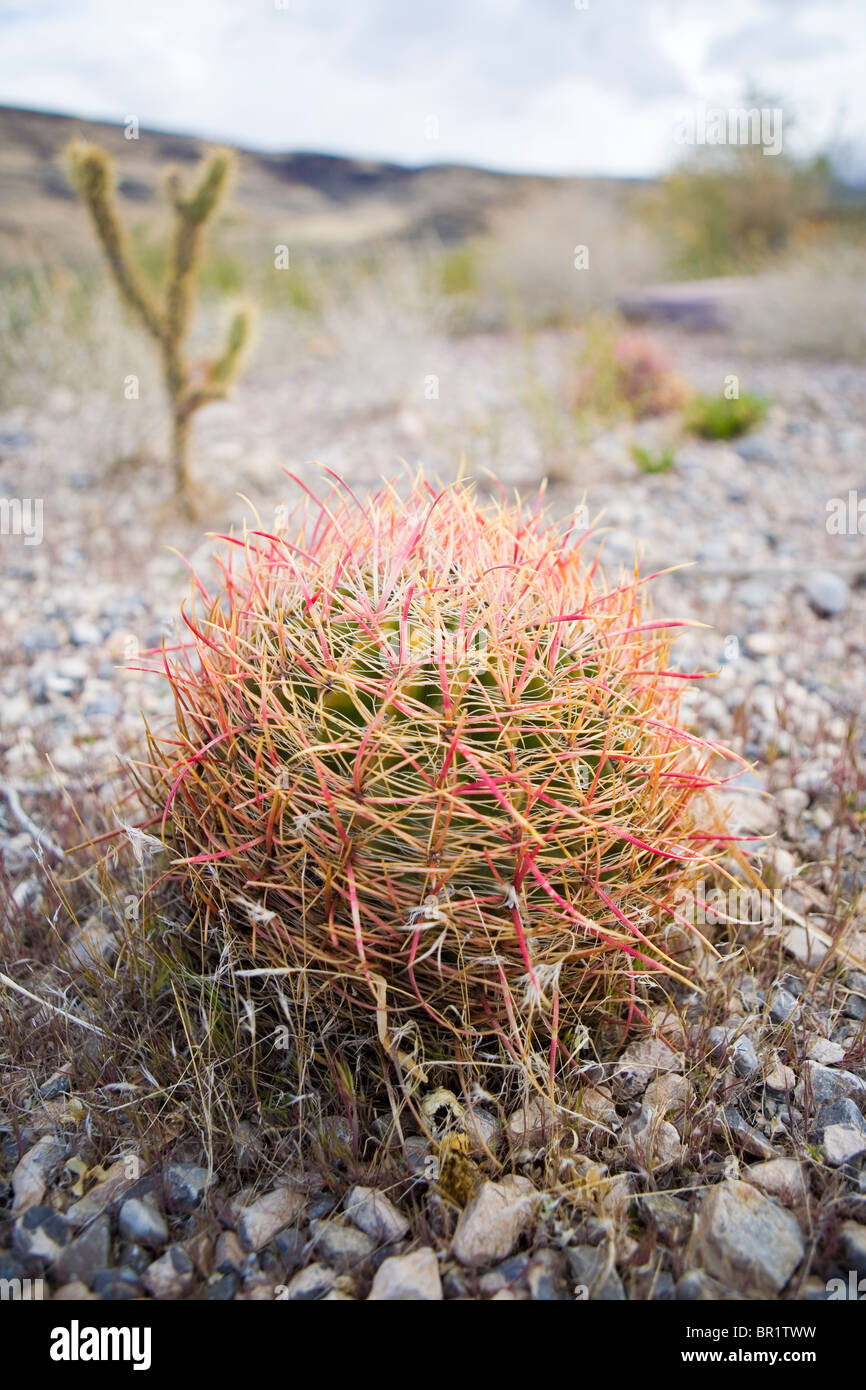 A colorful cactus in a desert landscape Stock Photo - Alamy