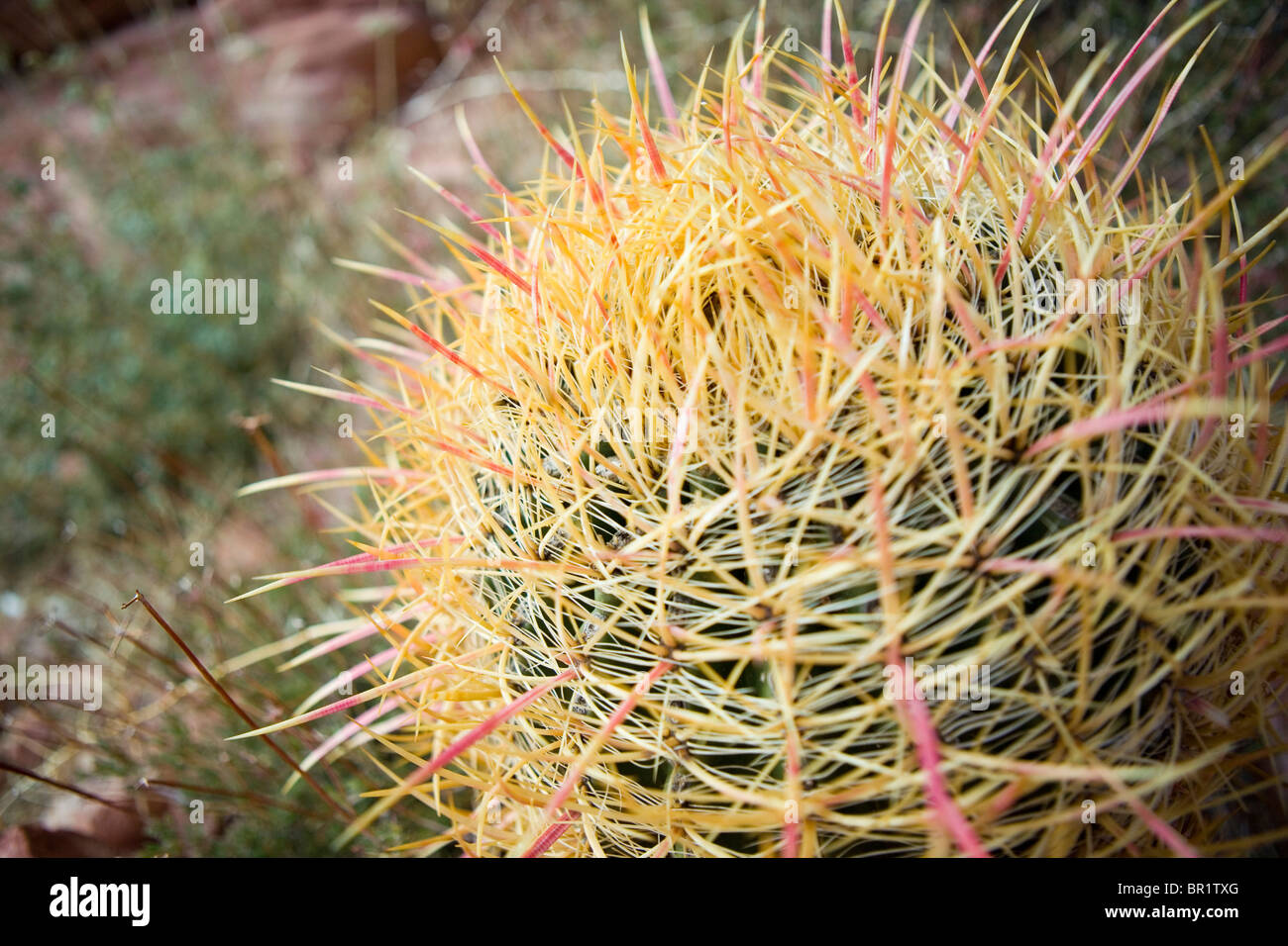 A close up of a colorful cactus in the Mojave Desert, Nevada Stock ...