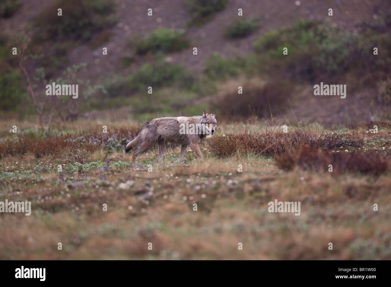 Wild wolf, Denali National Park, Alaska Stock Photo - Alamy