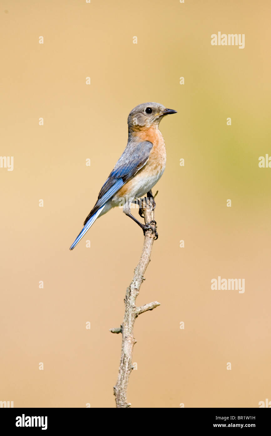 Female eastern bluebird hi-res stock photography and images - Alamy