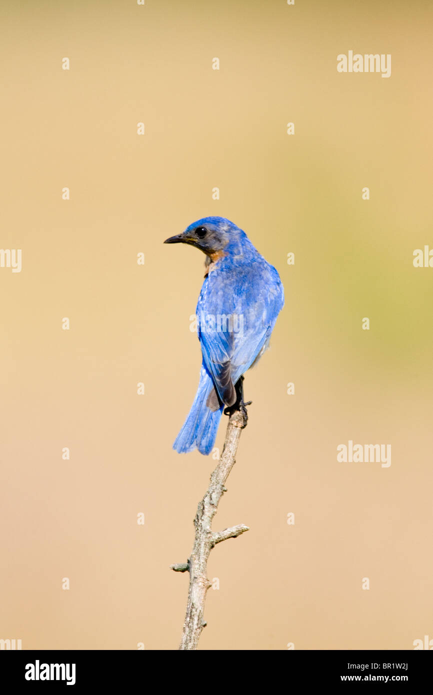 Adult bluebird hi-res stock photography and images - Alamy