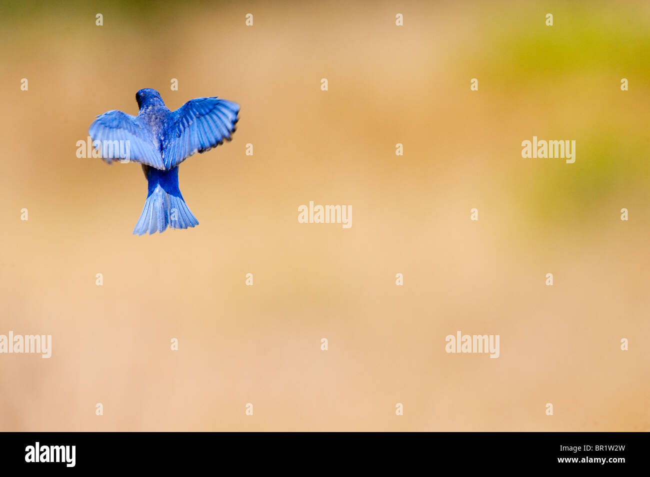 Adult Male Eastern Bluebird Taking Flight Stock Photo - Alamy