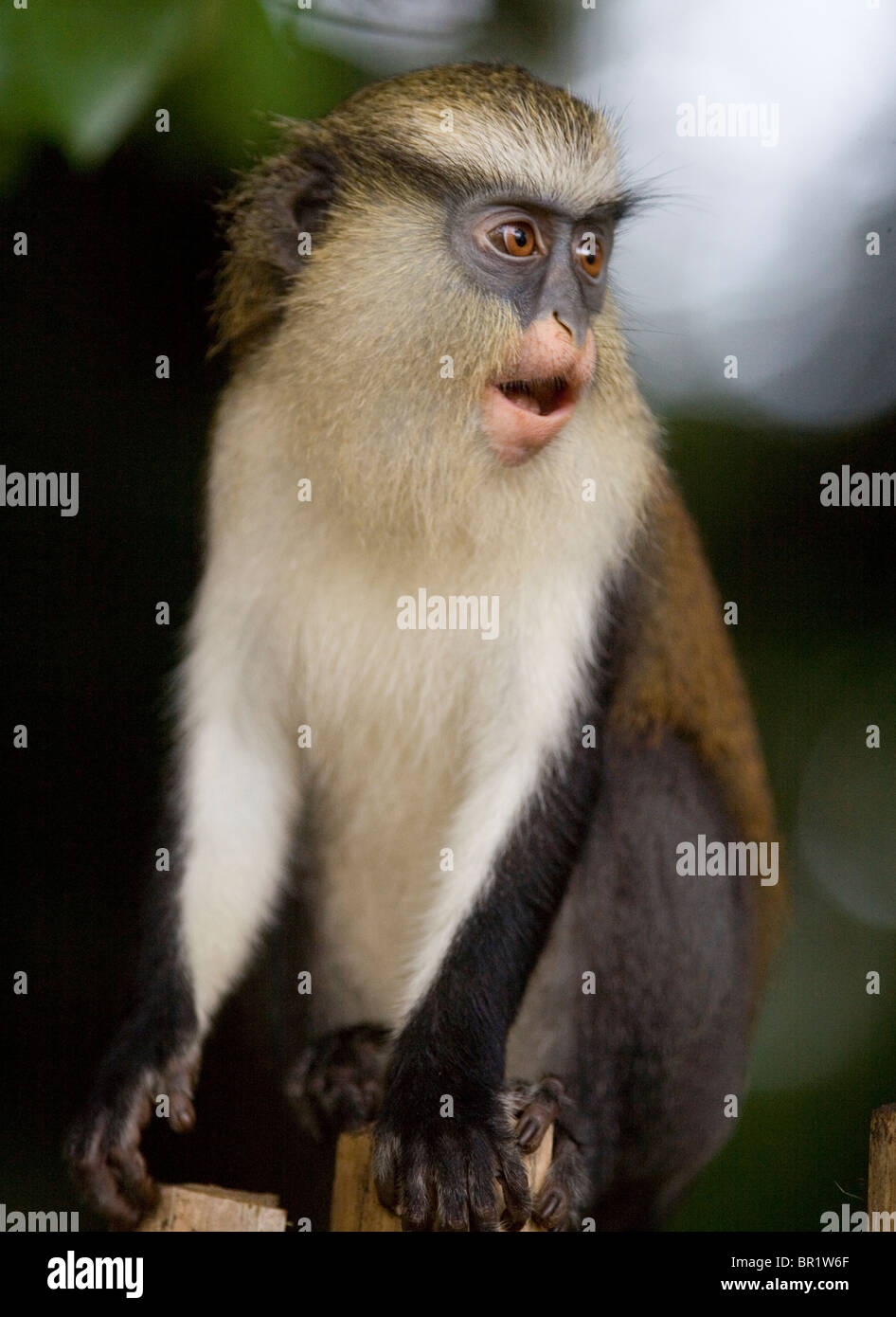 Mona Monkeys in Ghana Stock Photo - Alamy