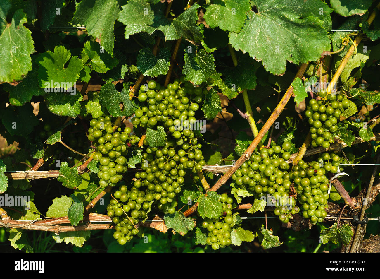 Green Grapes on vines in a Vineyard in Beamsville, Ontario Canada Stock ...