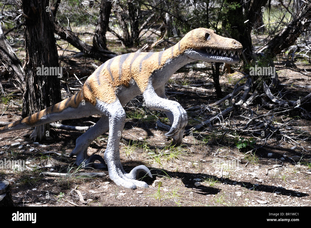 Velociraptor Claw High Resolution Stock Photography and Images - Alamy