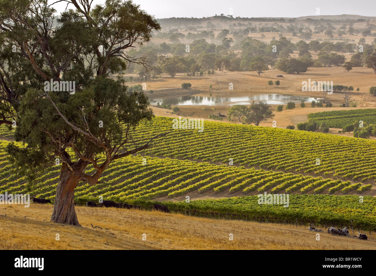 Marananga hi-res stock photography and images - Alamy