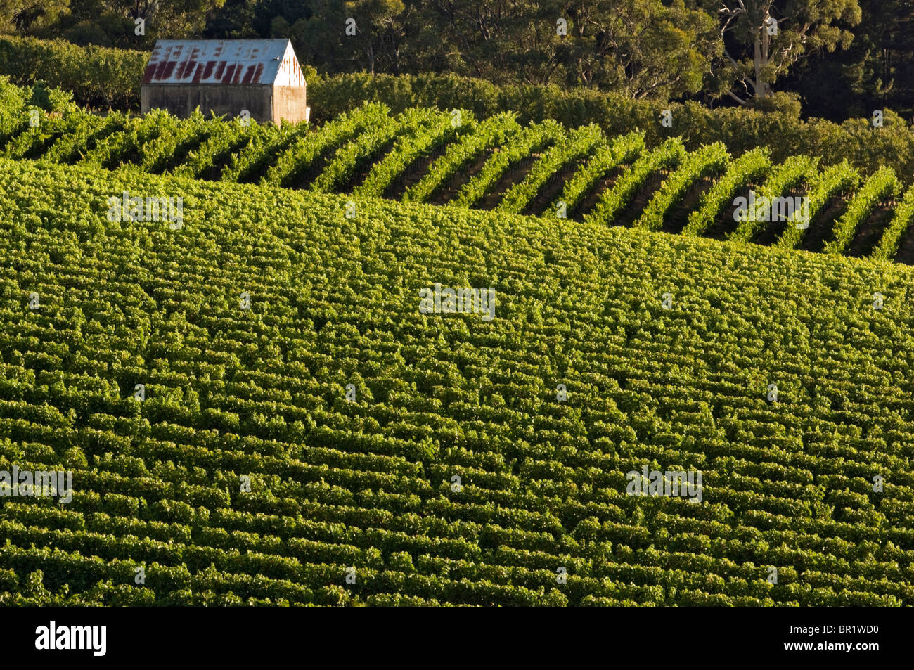Adelaide Australia Farms