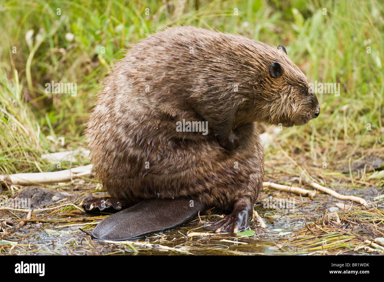 An beaver sitting on his rear end scratching and rubbing his fur Stock ...