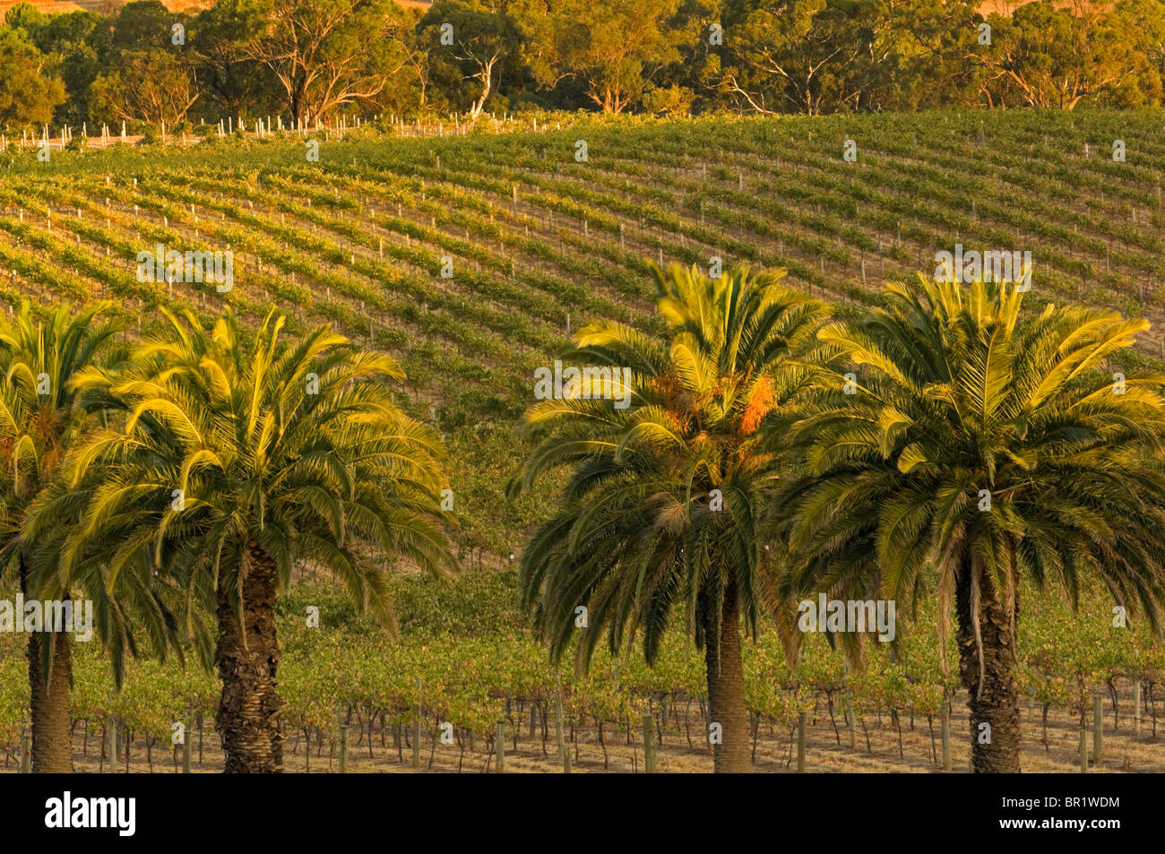 Australia South Australia Barossa Valley Marananga Stock Photo - Alamy