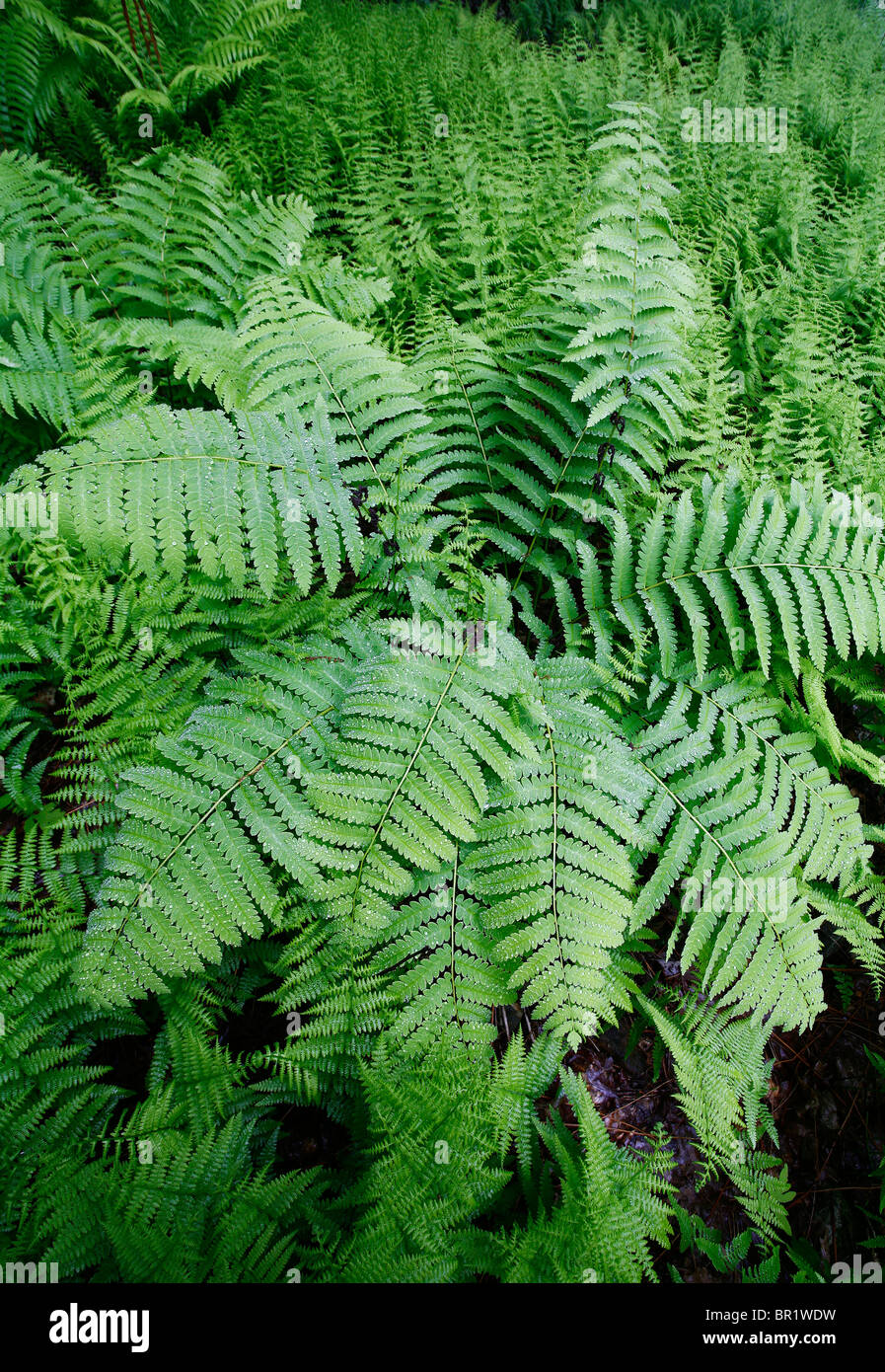 Soft ferns hi-res stock photography and images - Alamy