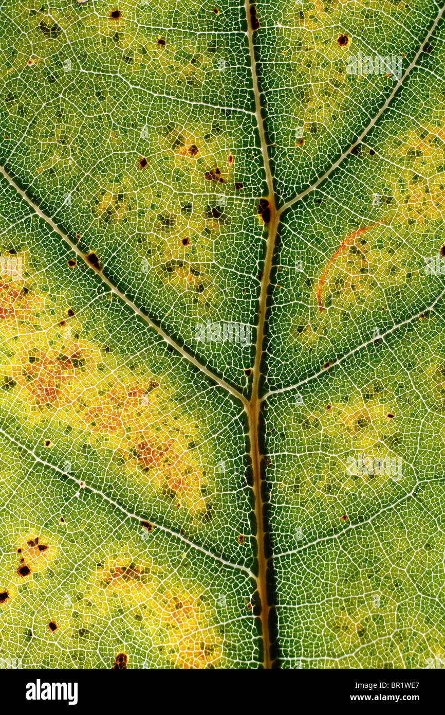 Oak anatomy hi-res stock photography and images - Alamy
