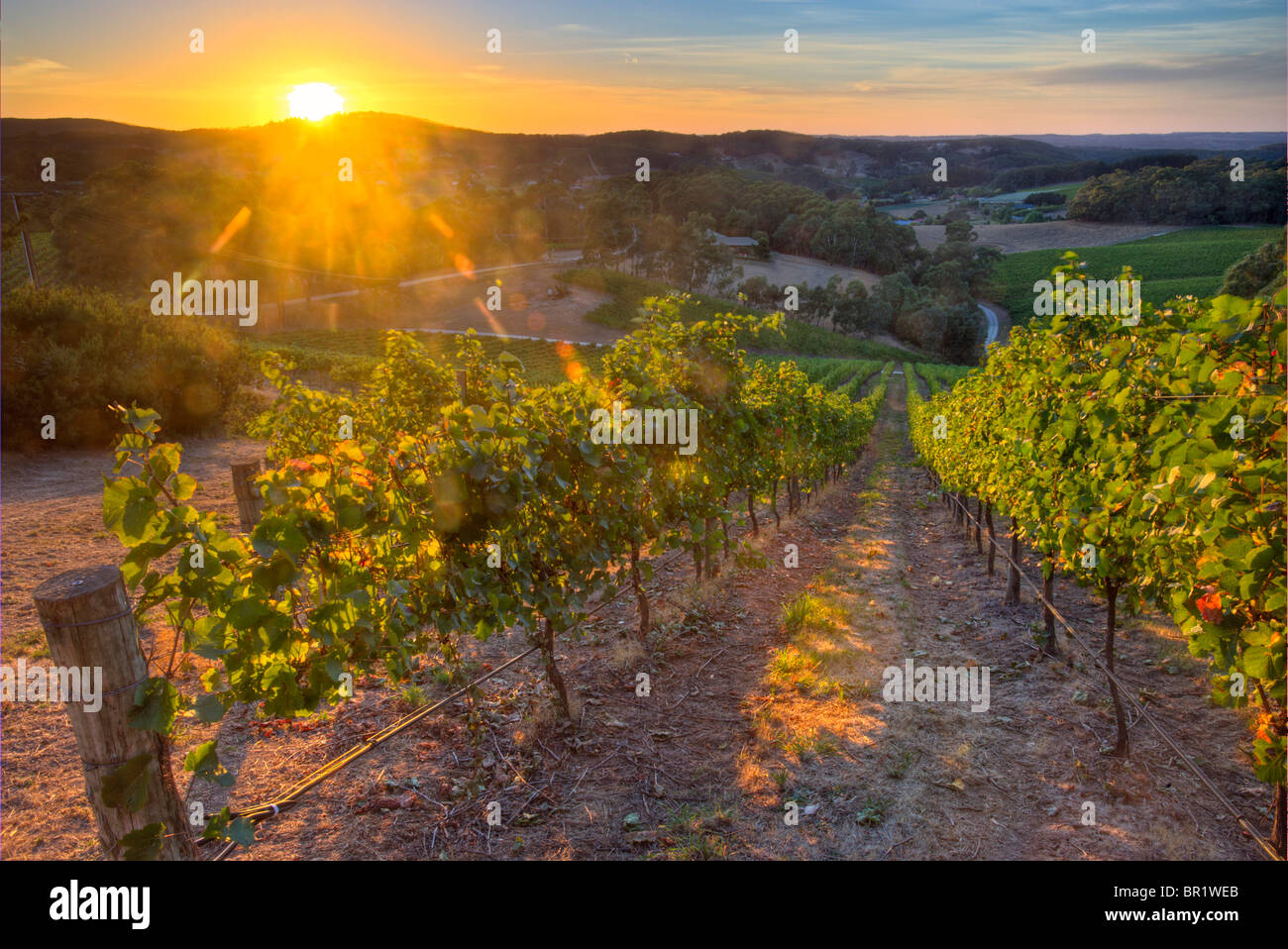 Summertown vineyard hi-res stock photography and images - Alamy