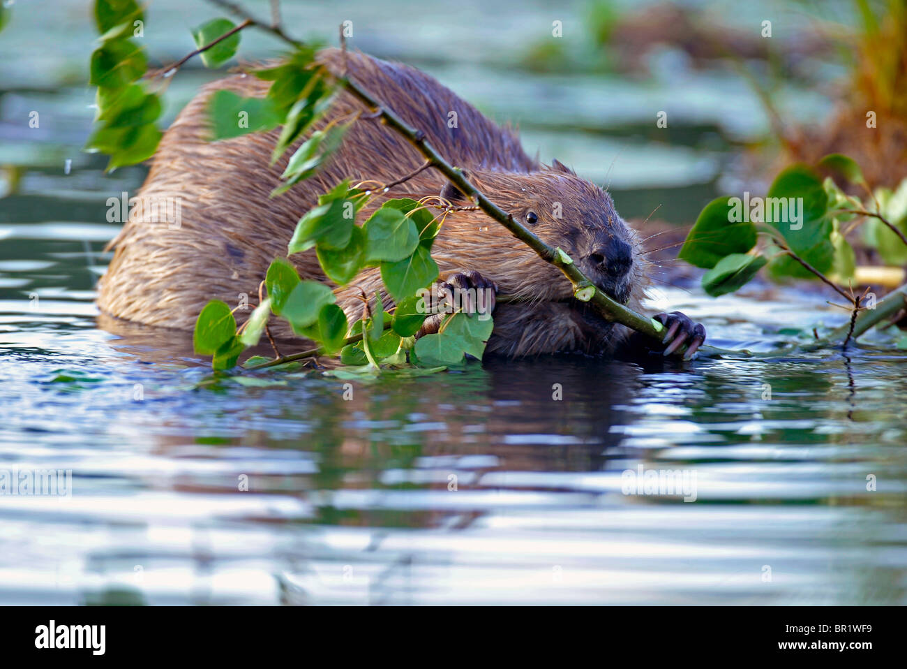 An image of a wild Canadian beaver eating bark from an aspen tree ...