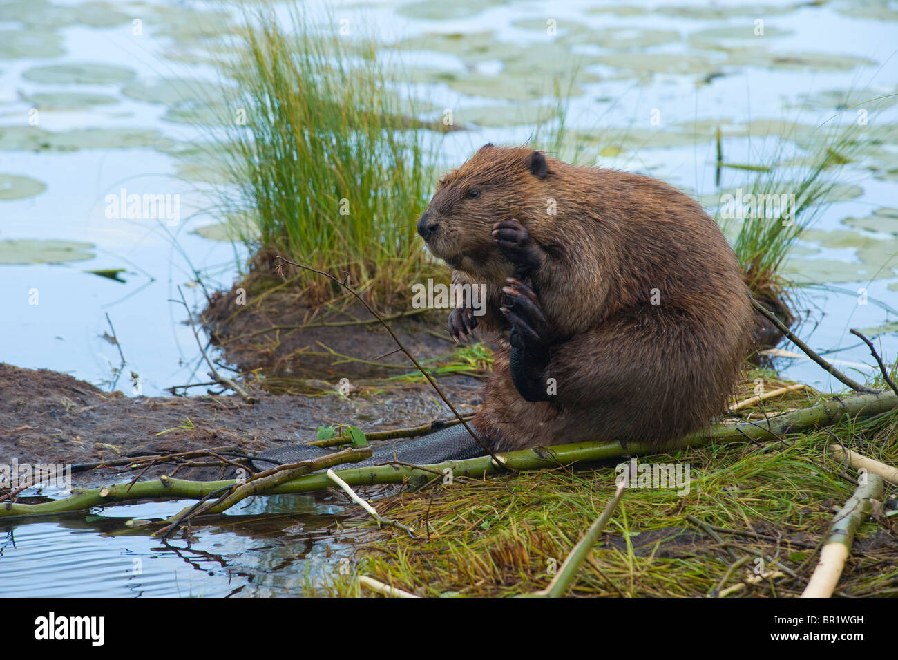 Rubbing tail hi-res stock photography and images - Alamy