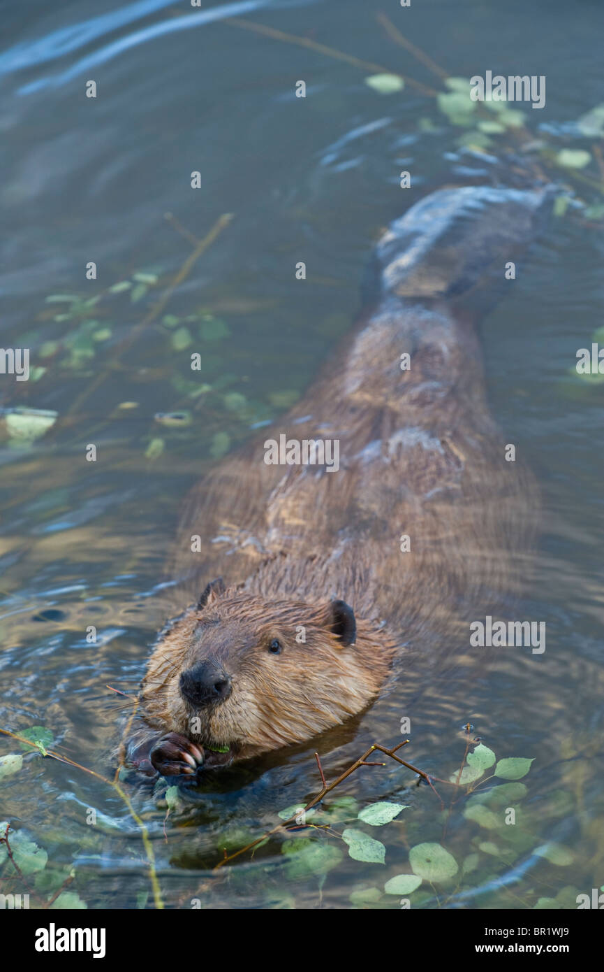 A vertical image of a wild Canadian beaver Stock Photo - Alamy