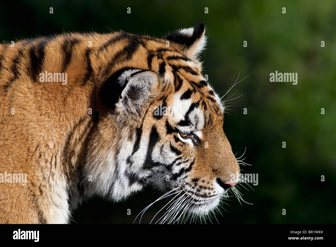A Tiger at Zoo felis tigris Stock Photo - Alamy
