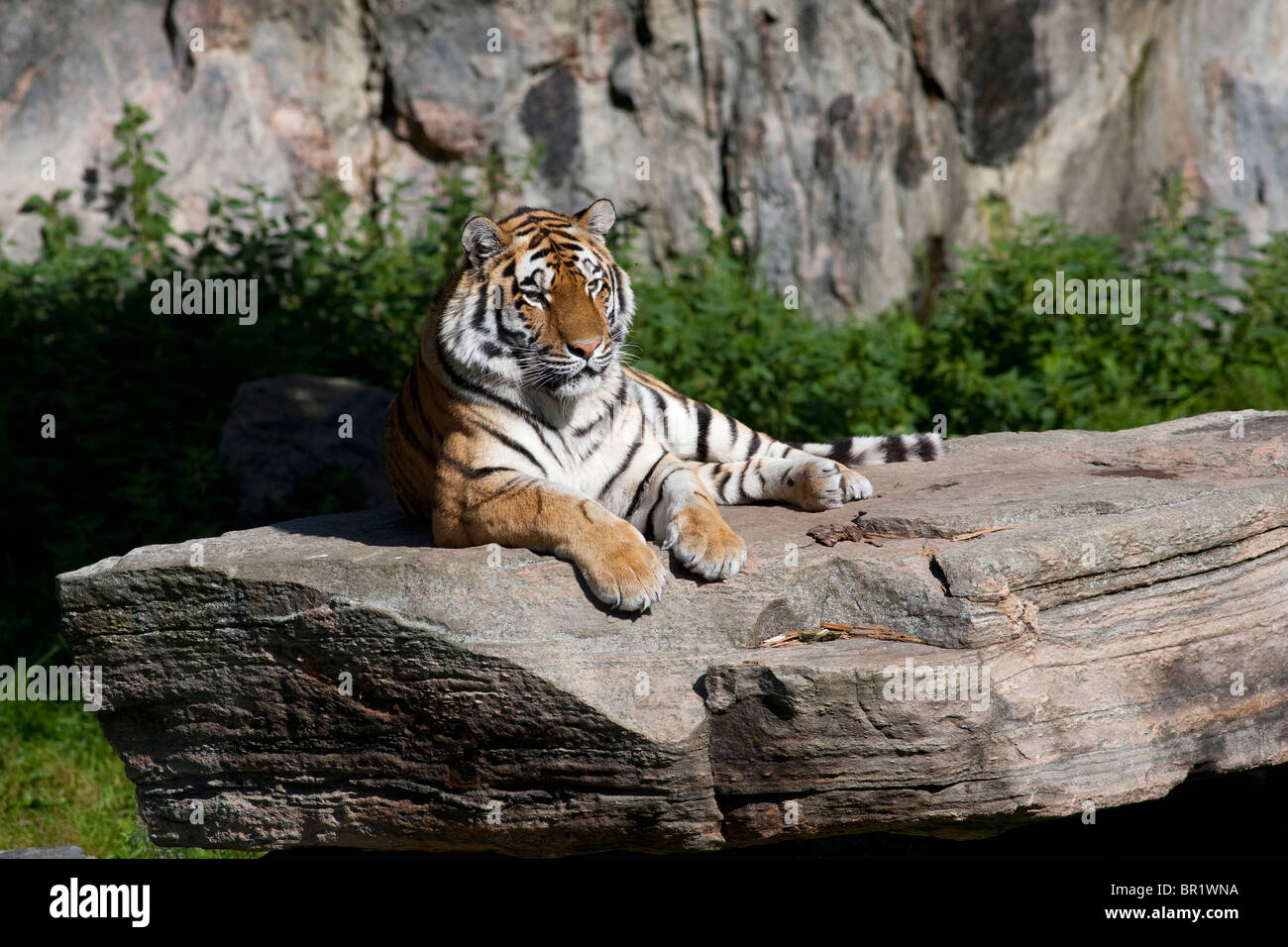 A Tiger at Zoo felis tigris Stock Photo - Alamy