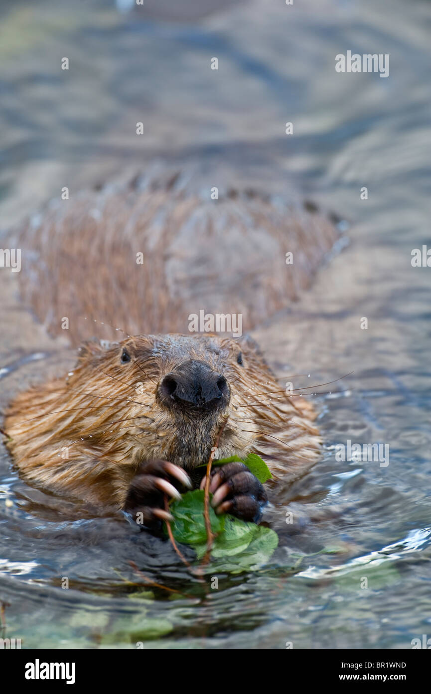 A close up vertical image of a wild Canadian beaver in the water ...
