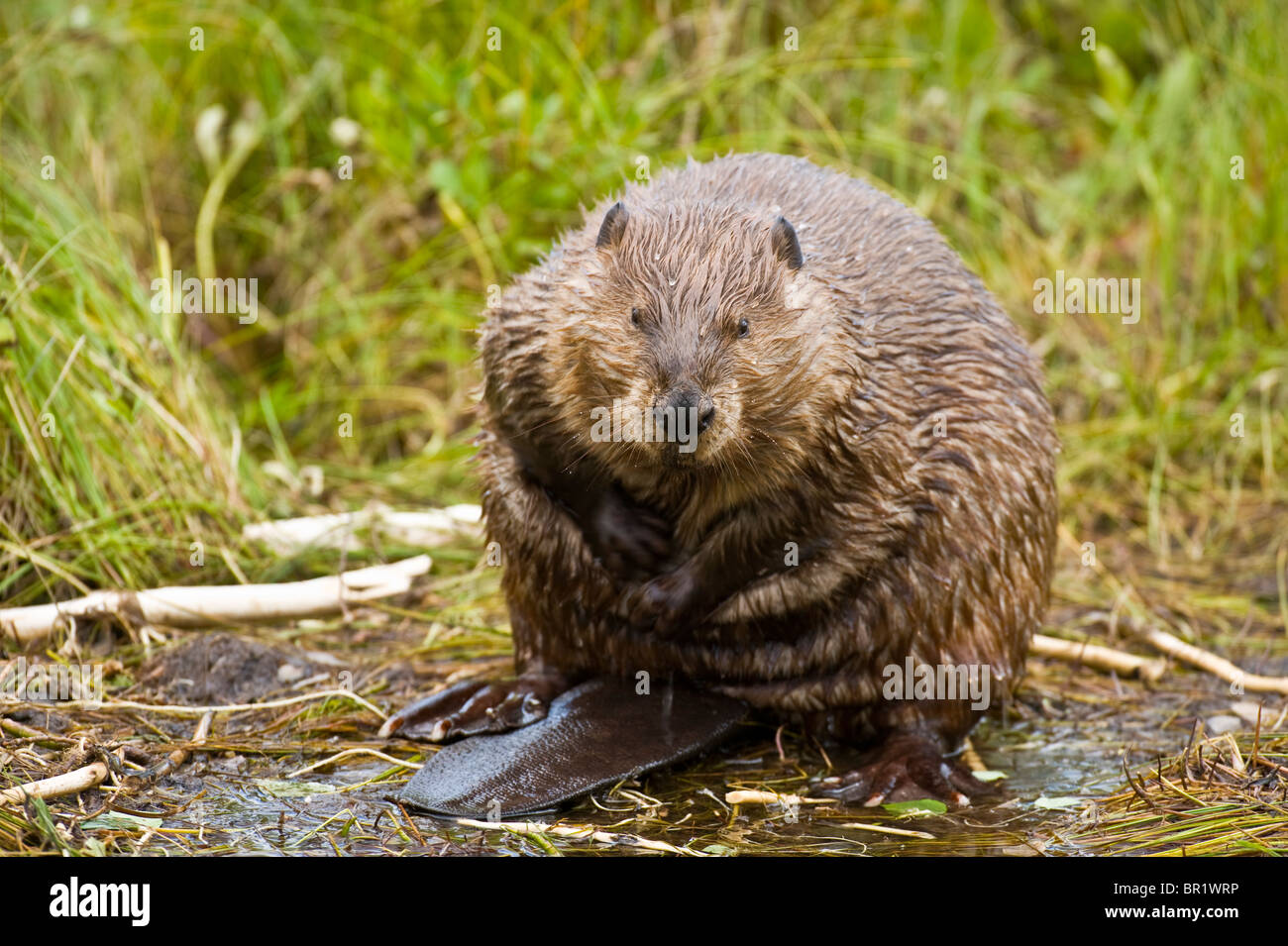 An beaver sitting on his rear end scratching and rubbing his fur Stock ...