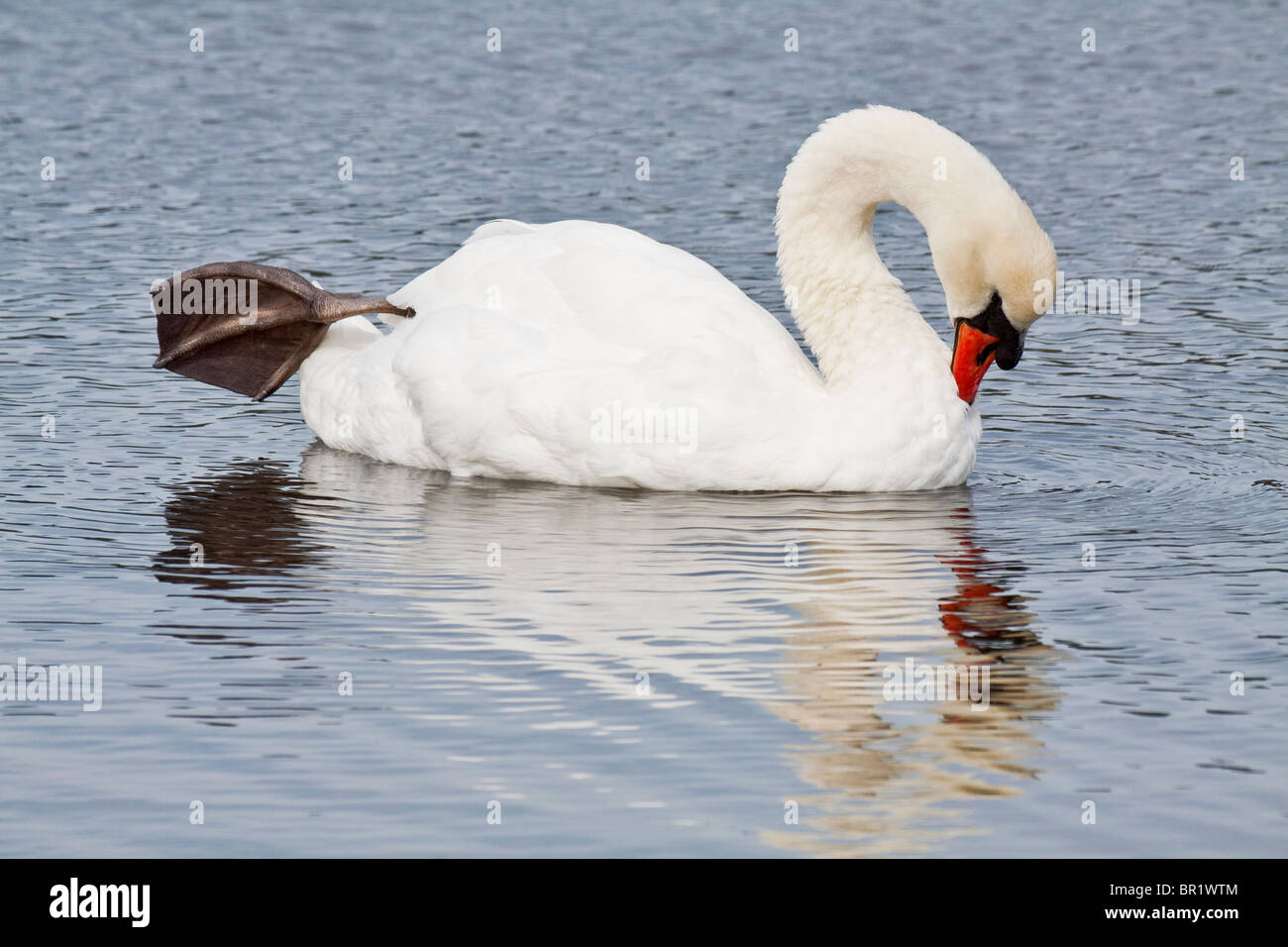 Preening swan hi-res stock photography and images - Alamy