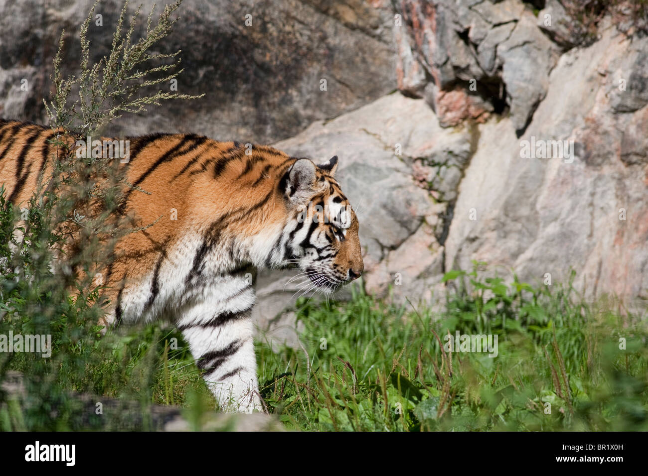 A Tiger at Zoo felis tigris Stock Photo - Alamy