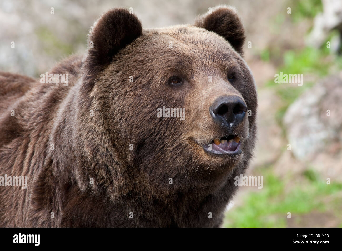 Bear at zoo Stock Photo - Alamy