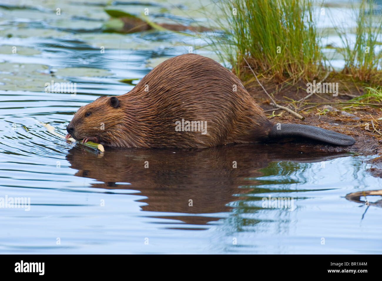 Canadian Beavers