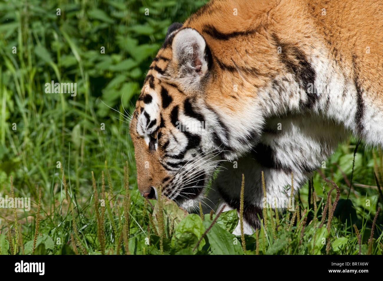 A Tiger at Zoo felis tigris Stock Photo - Alamy