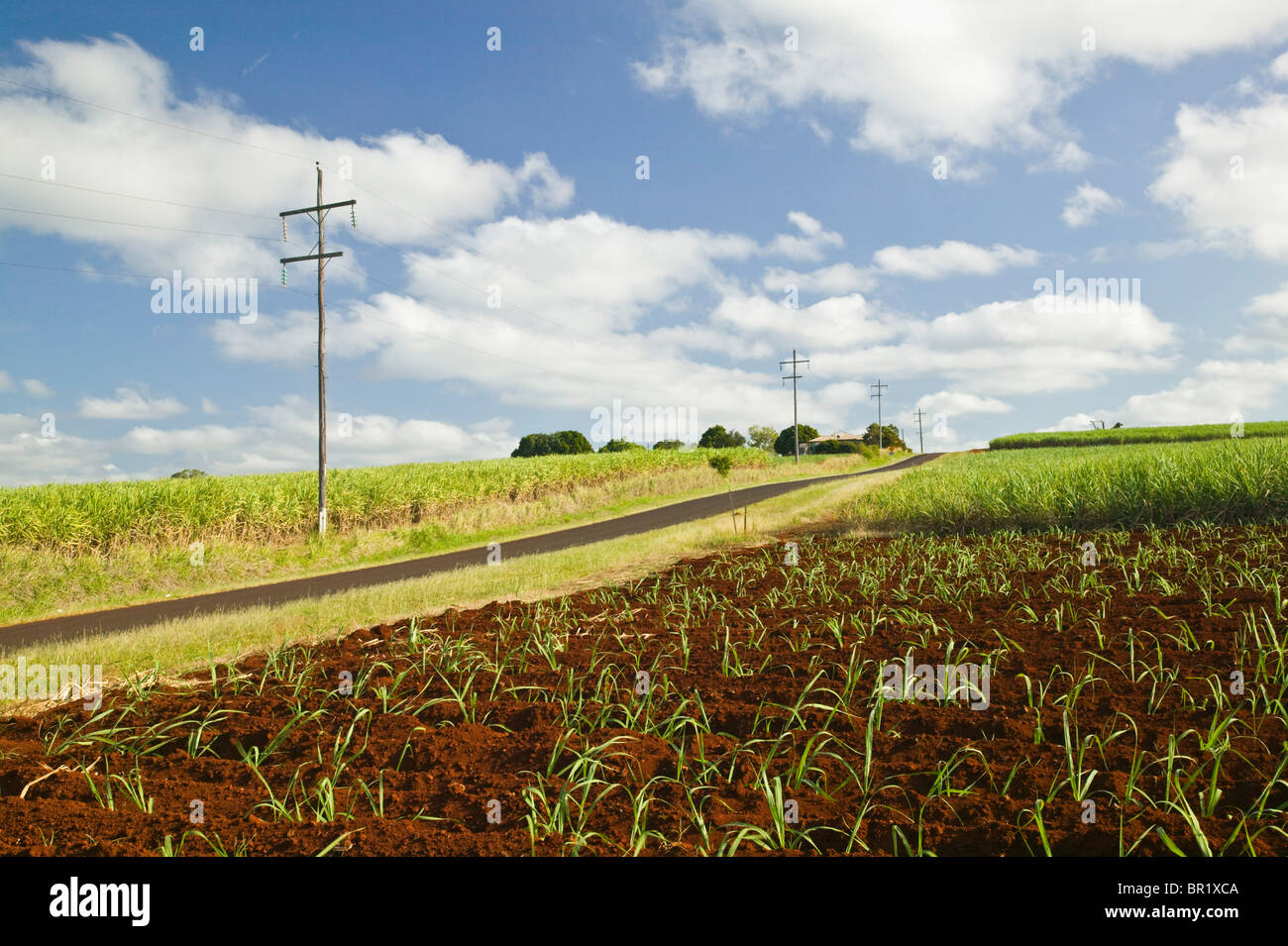 Australia, Queensland, Fraser Coast, Childers. Sugar Cane Field Road ...