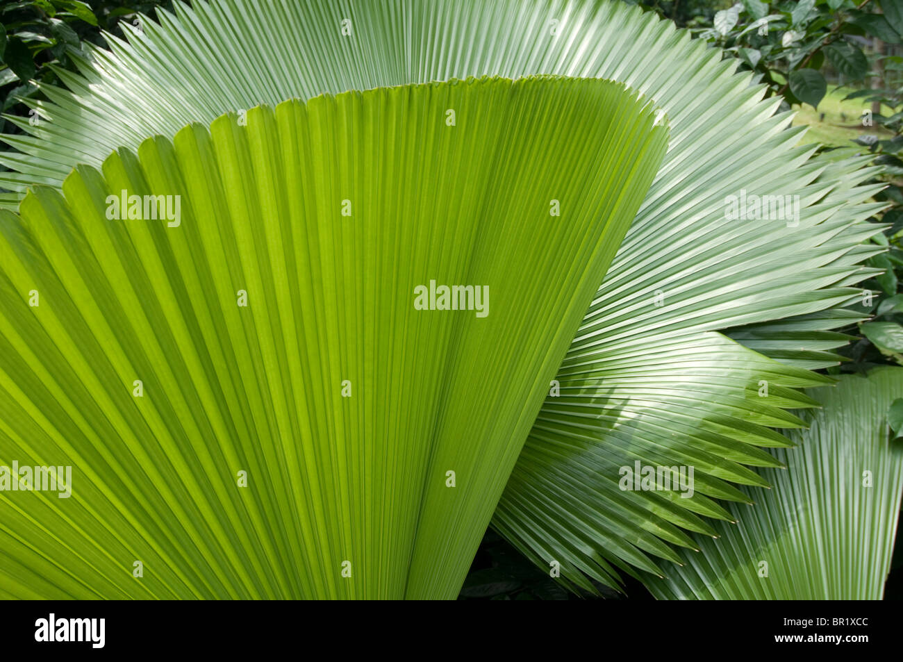 Large conical green leaf plant Stock Photo - Alamy